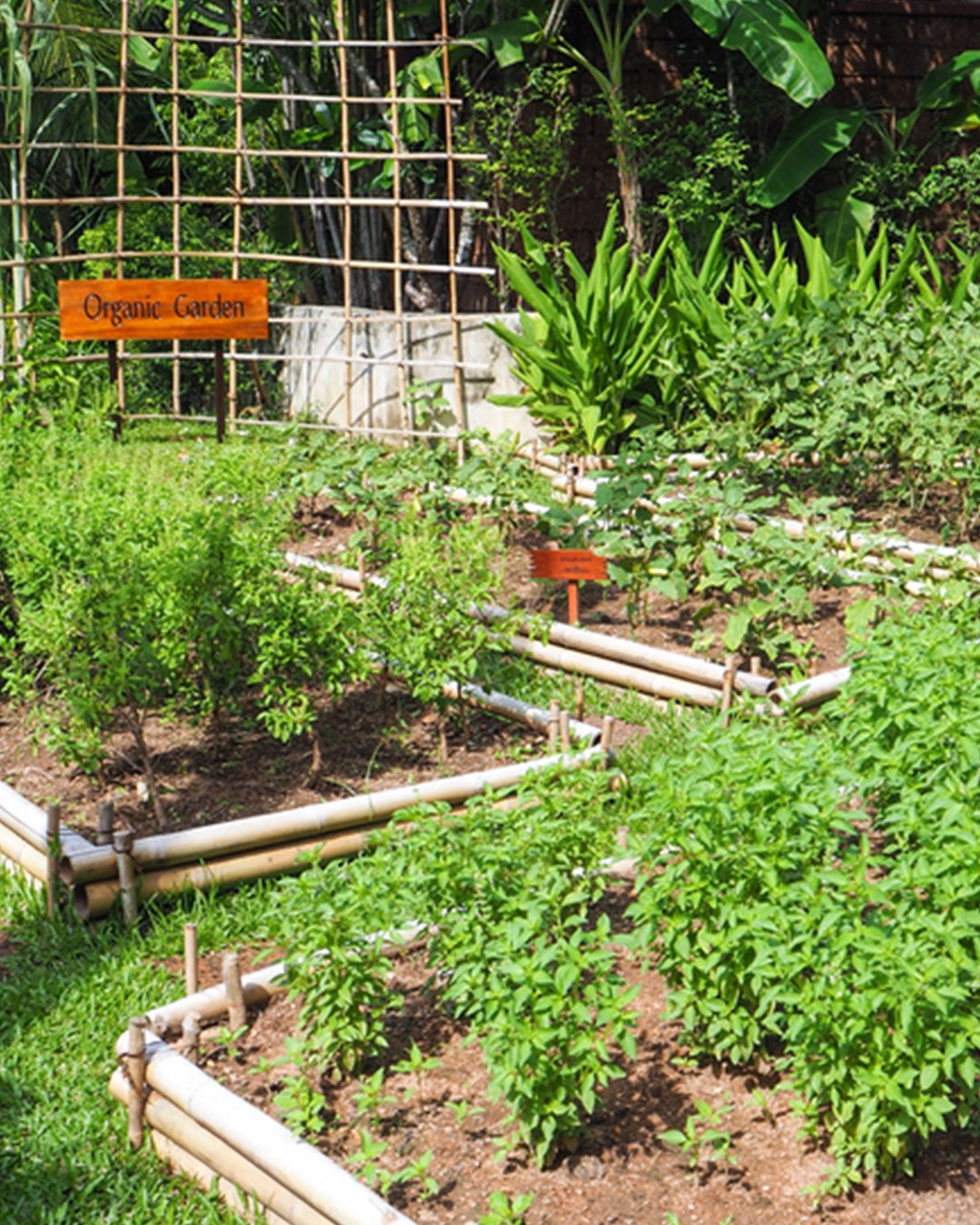 17 Community Garden Ideas | Inspiring Designs for Shared Green Spaces